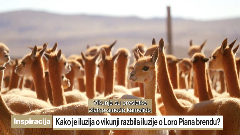 Kako je iluzija o vikunji razbila iluzije o Loro Piana brendu ...